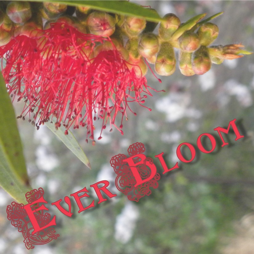 Everbloom - nichemarket